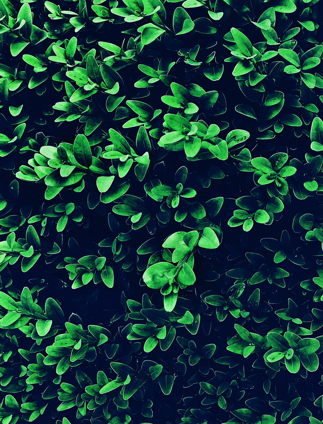 Poster - Green Leaves Texture Poster Lush Botanical Nature Art Modern ...