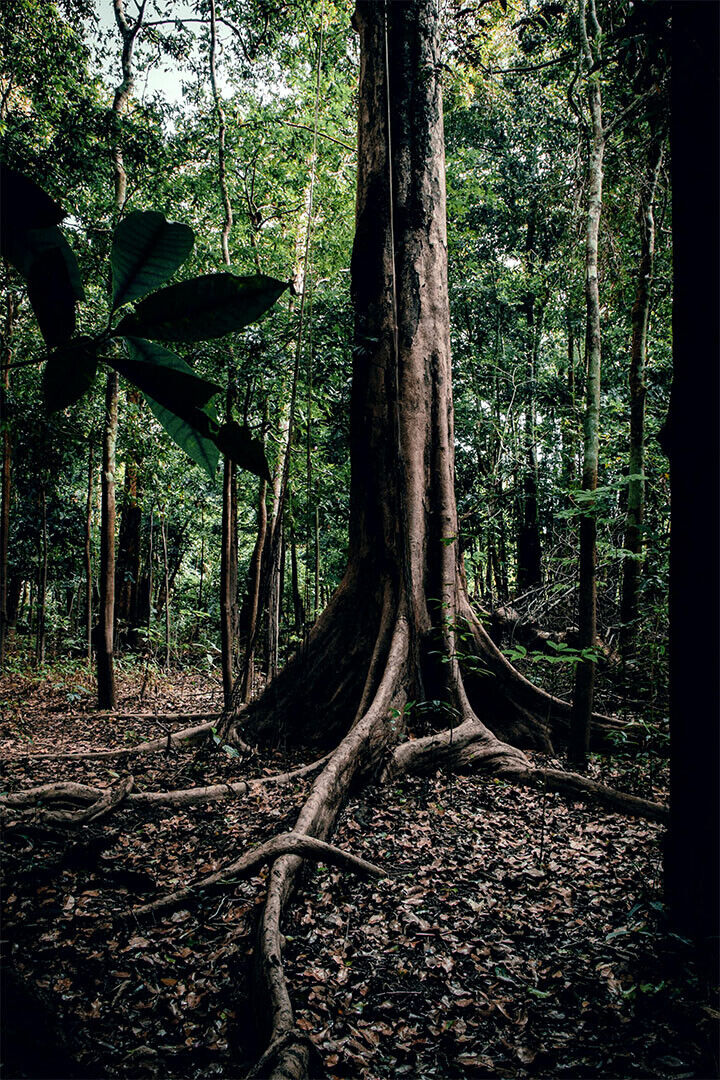 Poster - Rainforest Trees Nature Tropical Forests Poster Wall Art Print ...