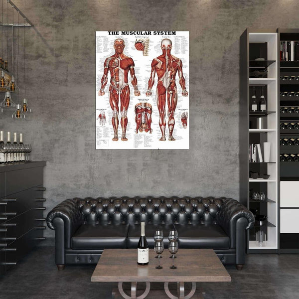 The Muscular System Anatomy Decor Wall Print Poster – xonomax