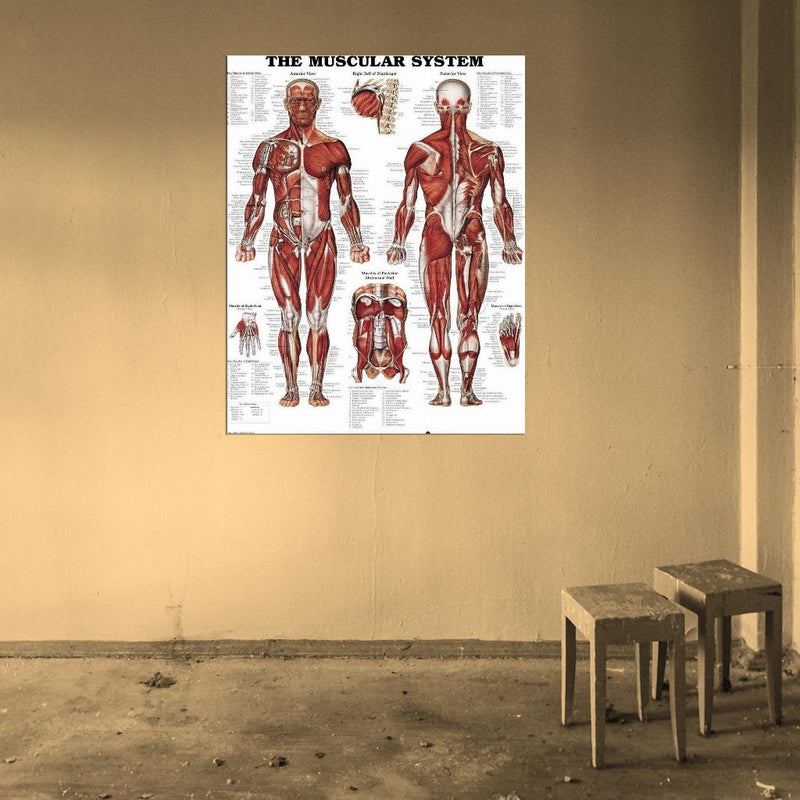 The Muscular System Anatomy Decor Wall Print Poster – xonomax