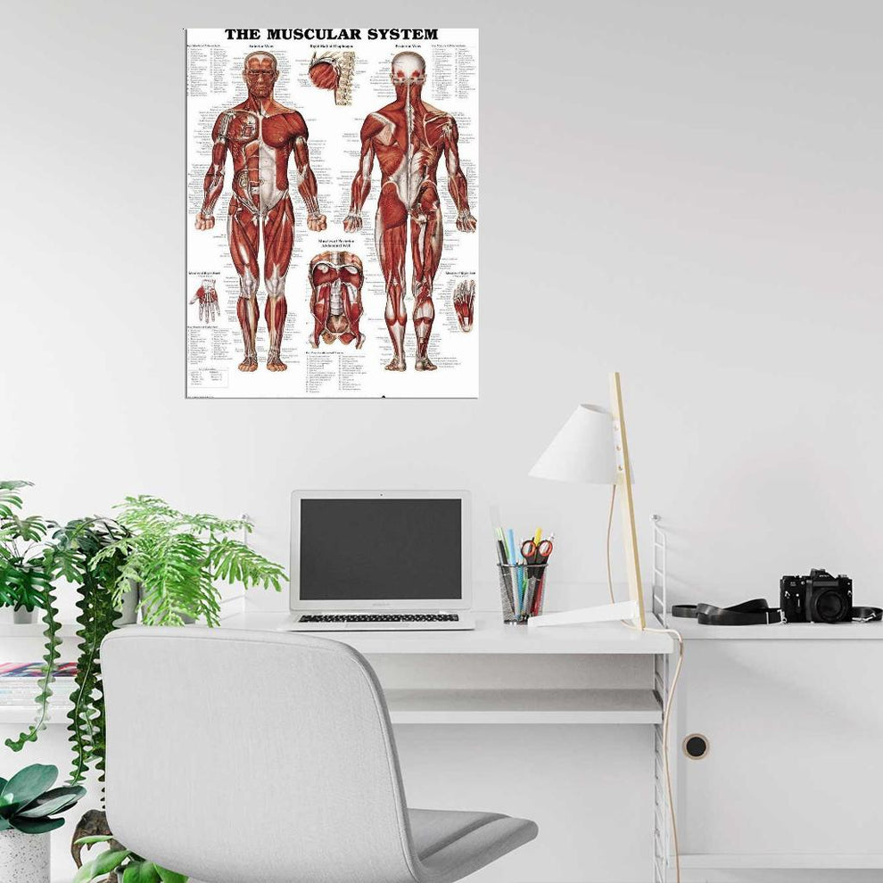 The Muscular System Anatomy Decor Wall Print Poster – xonomax posters